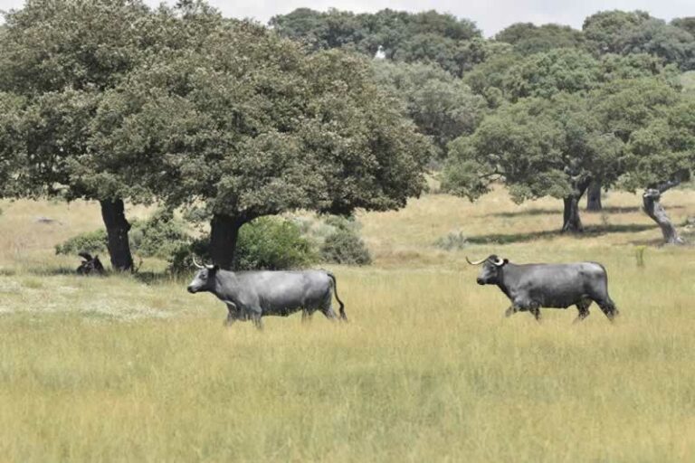 La Raza Morucha - Asociación Nacional de Criadores de Ganado Vacuno de ...
