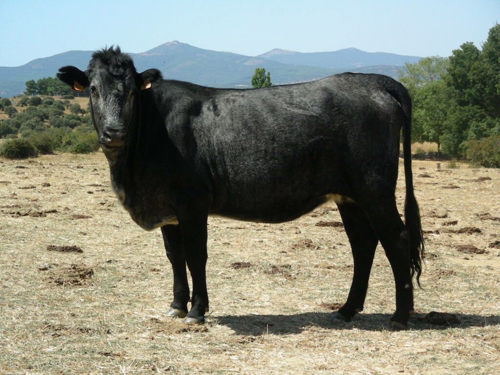 Primera Vaca Morucha sin astas de nacimiento - Asociación Nacional de ...